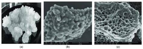 Kefir And Kefir Grainsscoby Under A Microscope Rmicrobiome