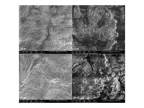 Secondary Electron Se Micrographs Before Treatment Bt And After
