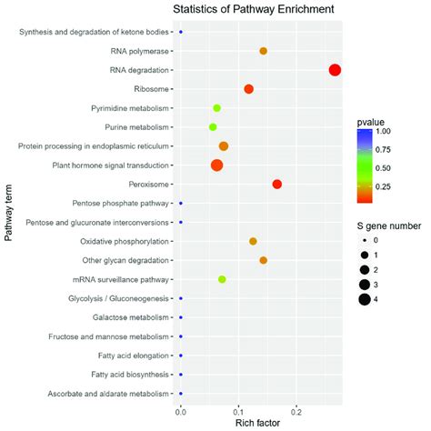 Kegg Pathway Enrichment Results Of Different Mirnas Download