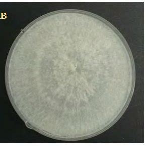 Trichoderma Reesei Cultured On M129 Culture Media A And Psm Culture