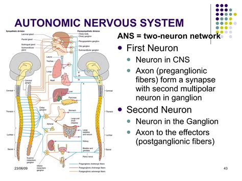 Histologic Structure Of Nervous System Ppt