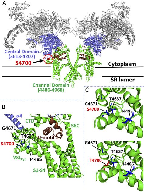 Figure3 A 3 Dimensional 3d Cryogenic Electron Microscopy Cryo Em Download Scientific