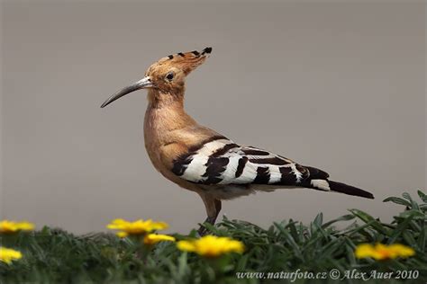 Upupa Epops Pictures Hoopoe Images Nature Wildlife Photos Naturephoto