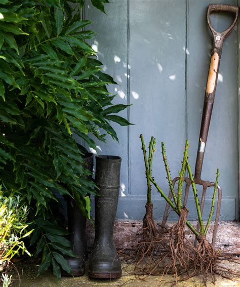 Bare Root Hedging Planting Guide Buy Now