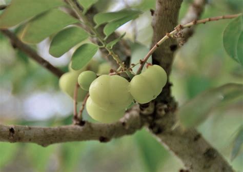 Tribute To Ancestral Wisdom Rediscovering Age Old Beauty Rituals Niance