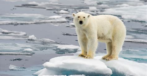Greenland Polar Bears Have Learned To Hunt Without Sea Ice Natural