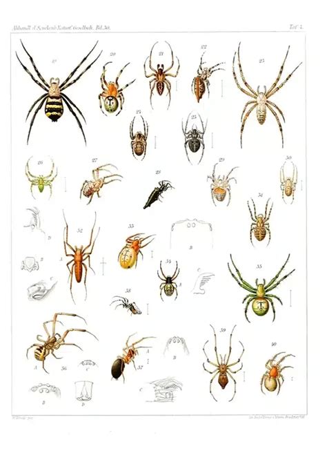 Spider Names Guide Unique Species Identification Ideas