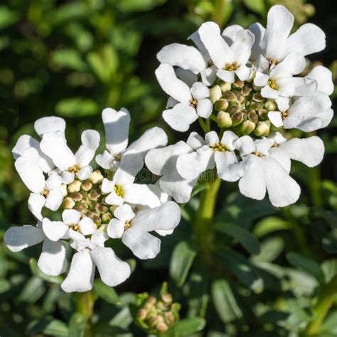 Evergreen Candytuft Iberis Sempervirens Stock Image Image Of Season