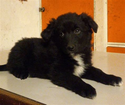 Mladiček Mešenček