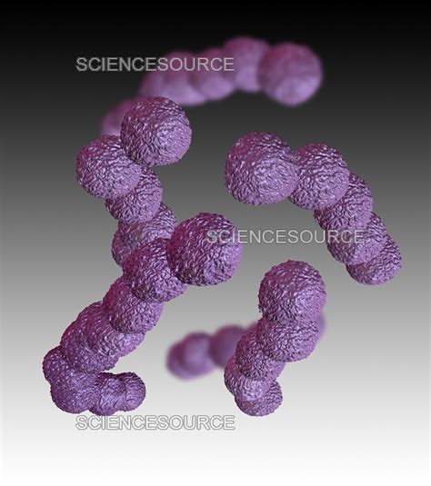 Streptococcus Agalactiae