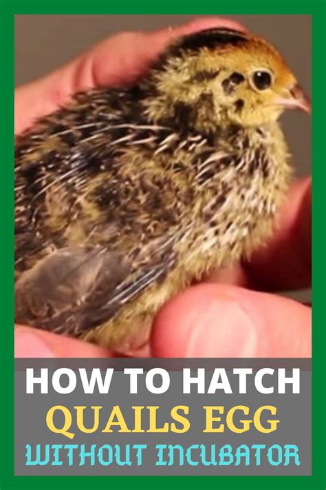 How To Hatch A Quail Egg Without An Incubator At Elijah Hembree Blog