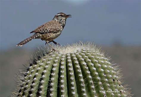 Among Friends 24 February 2021 Cactus Wren Friends Of Buenos Aires