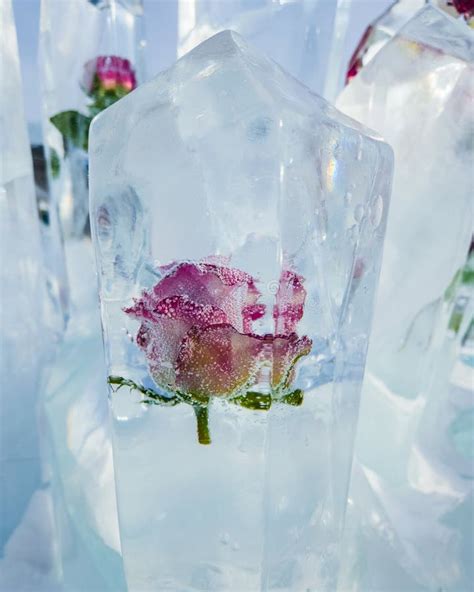 Rose Frozen In Ice Close Up The Background Of A Red Rose Flower In An Ice Cube With An Air
