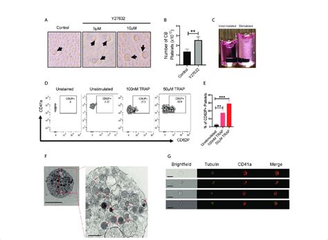Cb Mk Derived Platelets Are Functional And Exhibit Aggregation