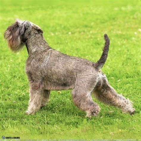 Miniature Schnauzer Color Chart Coats And Colors