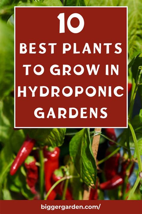 🌱unlock Hydroponic Success Discover The Top 10 Plants To Grow