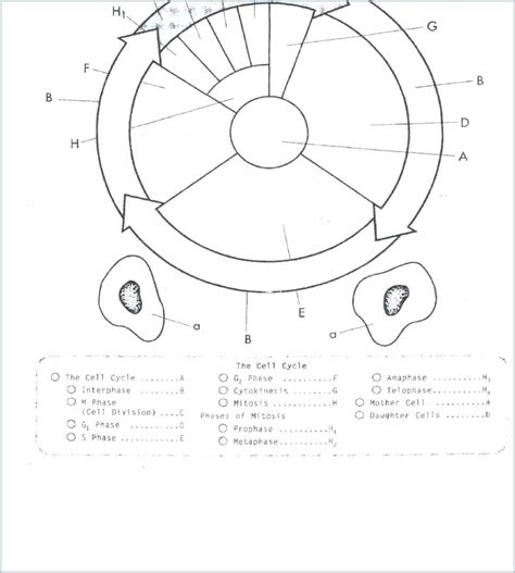 Mitosis Coloring Sheet Coloring Pages