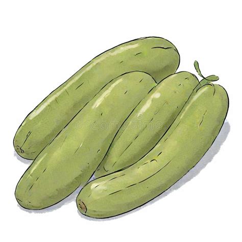 Beans Watercolor Illustration Sketch Drawing Style Clipart Stock