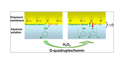 Polymeric Membrane Neutral Phenol Sensitive Electrodes For Potentiometric G Quadruplex Hemin
