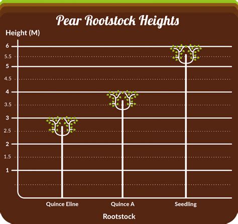 Pear Quince Rootstock Guide The Primrose Blog Pear Quince Rootstock Guide The Primrose Blog