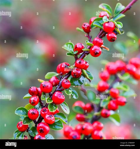 Many Red Fruits On The Branches Of A Cotoneaster Horizontalis Bush In
