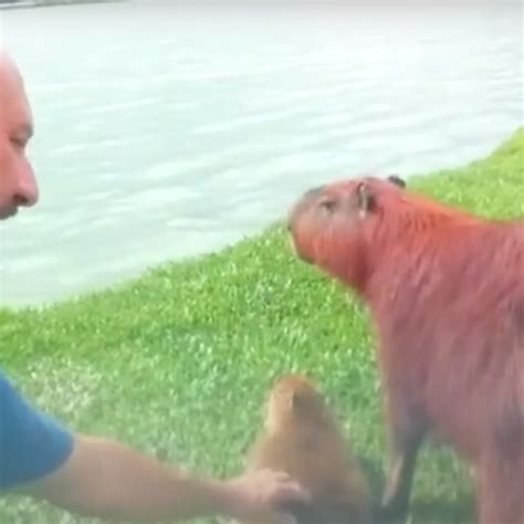 Friendly Capybara Grabs Her New Human Friend And Goes To Introduce Him