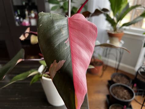 How To Grow The Philodendron Pink Princess Easy The Thrifted Planter