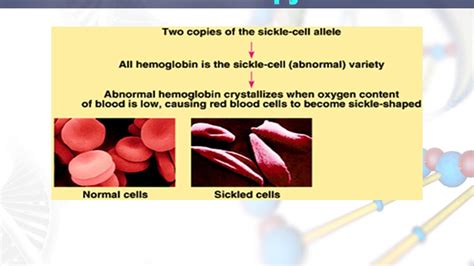 Lesson 23 Pleiotropy Youtube