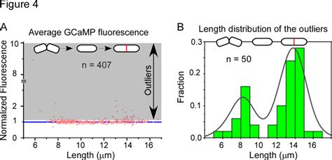 Correlation Between Intracellular Calcium Level And Cell Division The Download Scientific