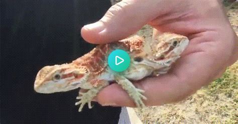 Two Headed Red Dragon Album On Imgur
