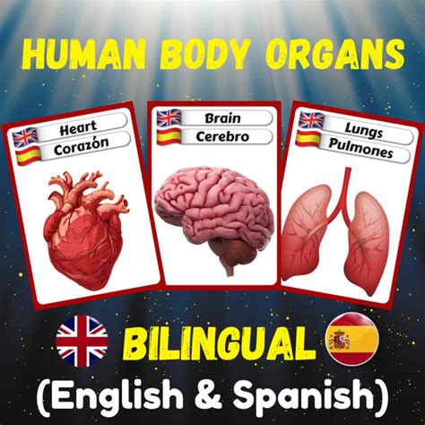 Bilingual Human Body Organs Flashcards Englishandspanish Science Vocabulary