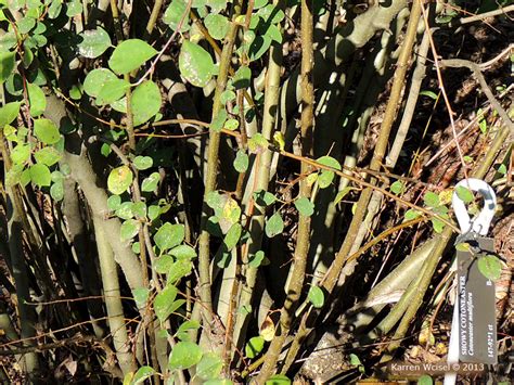 Cotoneaster Multiflorus Showy Cotoneaster Fact Sheet