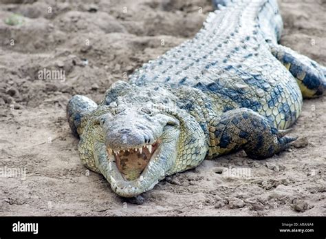 African Nile Crocodile