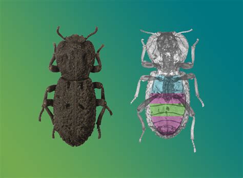 Insect Exoskeleton Insectsexplained