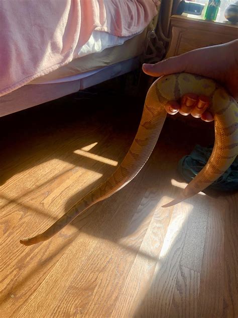 Ball Python Often Imitated Never Duplicated