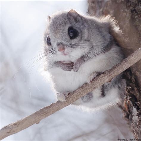 Japanese Dwarf Flying Squirrels One Of The Cutest Animals On Earth