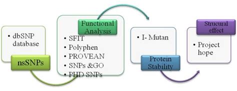 Flow Chart For Snp Analysis Nssnps Were Analyzed Using 7 Prediction