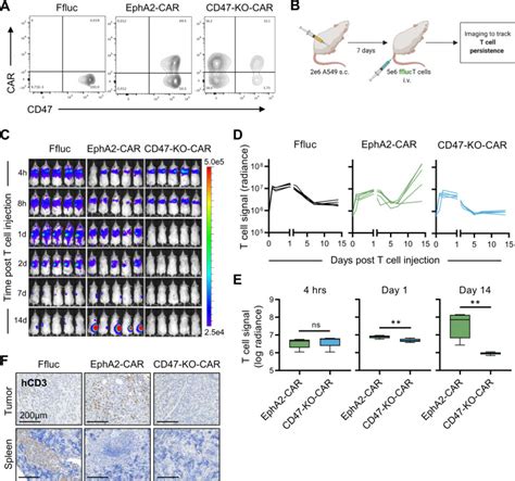 Cd47 Expression Is Critical For Car T Cell Survival In Vivo Pmc
