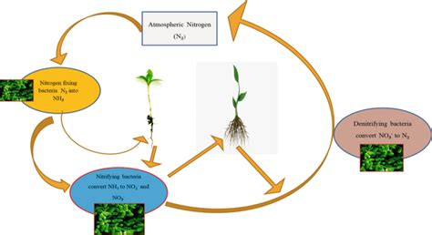 Nitrogen Fixing Biofertilizers నత్రజనిని స్థిరీకరించే జీవన ఎరువుల