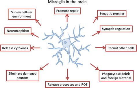 Microglia