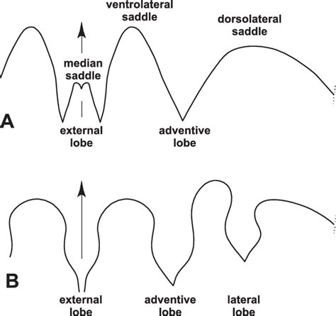 Descriptive Terms For Sutural Morphology Of Palaeozoic Ammonoids A