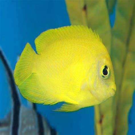 Heralds Angelfish Your Next Aquatic Treasure