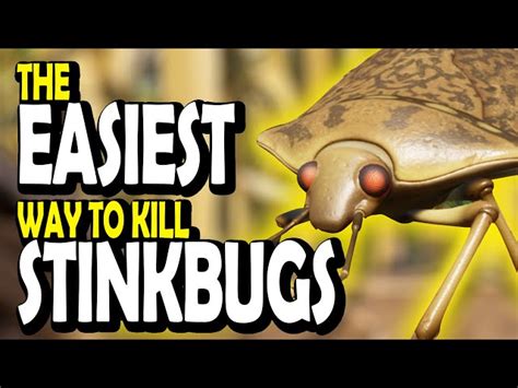 Where To Find Stink Bugs Grounded