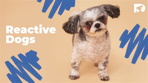 Reactive Dogs Dogtv