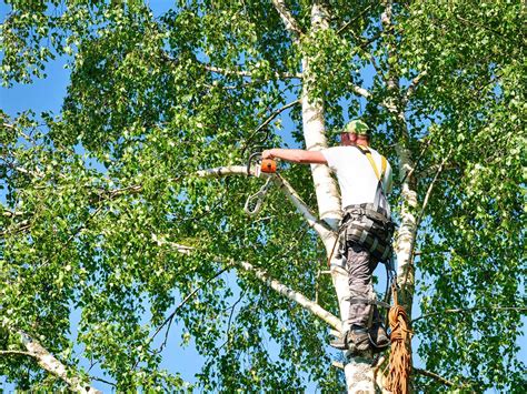 How Much Does Tree Pruning Service Cost