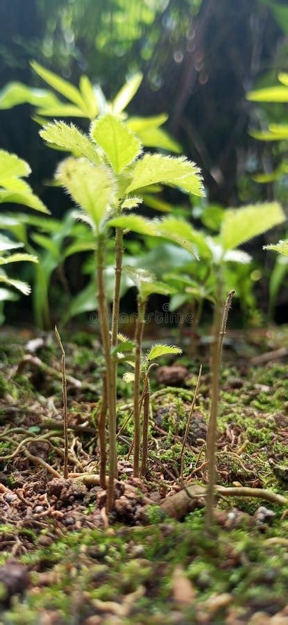 Acalypha Siamensis Tree Stock Image Image Of Nature 315300659