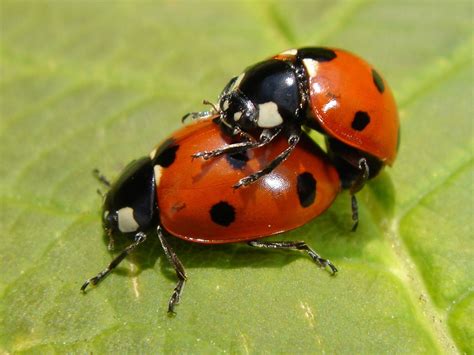 Beautiful Seven Spot Ladybug Beetles Pictures Of Insects Ladybug