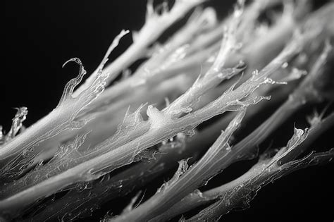 Macro Of Hair Structure Structure Of Human Hair In An Electron