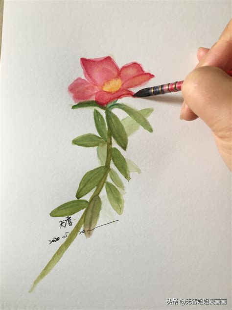 马齿苋花怎么画马齿苋怎么画大山谷图库