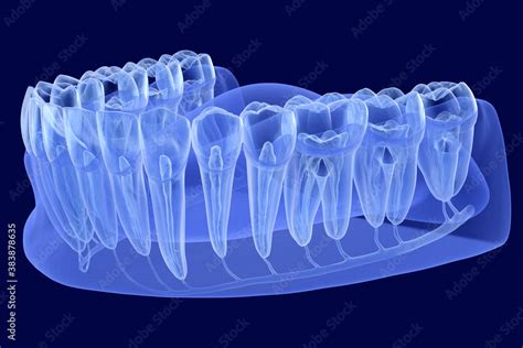 Teeth Root Anatomy Xray View Medically Accurate Dental 3d